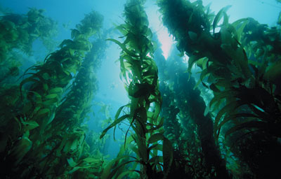 The kelp solution – The Earthbound Report