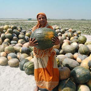 The difference a pumpkin can make – The Earthbound Report