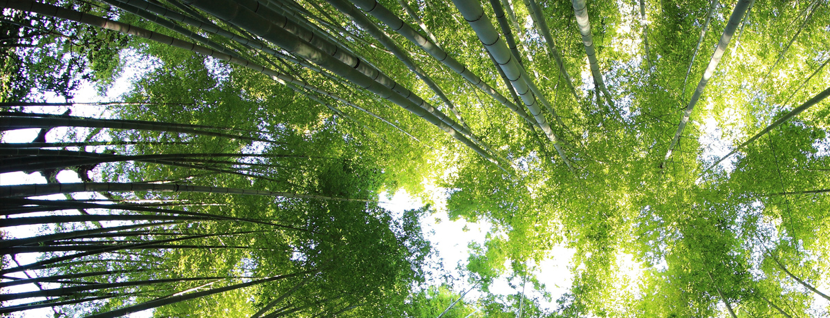 Using bamboo for land restoration – The Earthbound Report