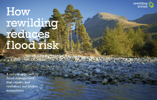 How rewilding can help to stop floods – The Earthbound Report