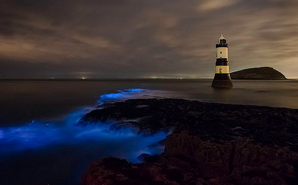 Glowee’s biological light bulb – The Earthbound Report