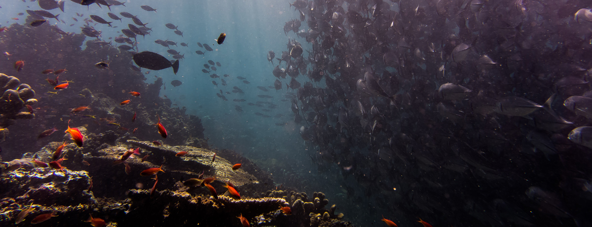 Rebuilding reefs with Coral Vita – The Earthbound Report