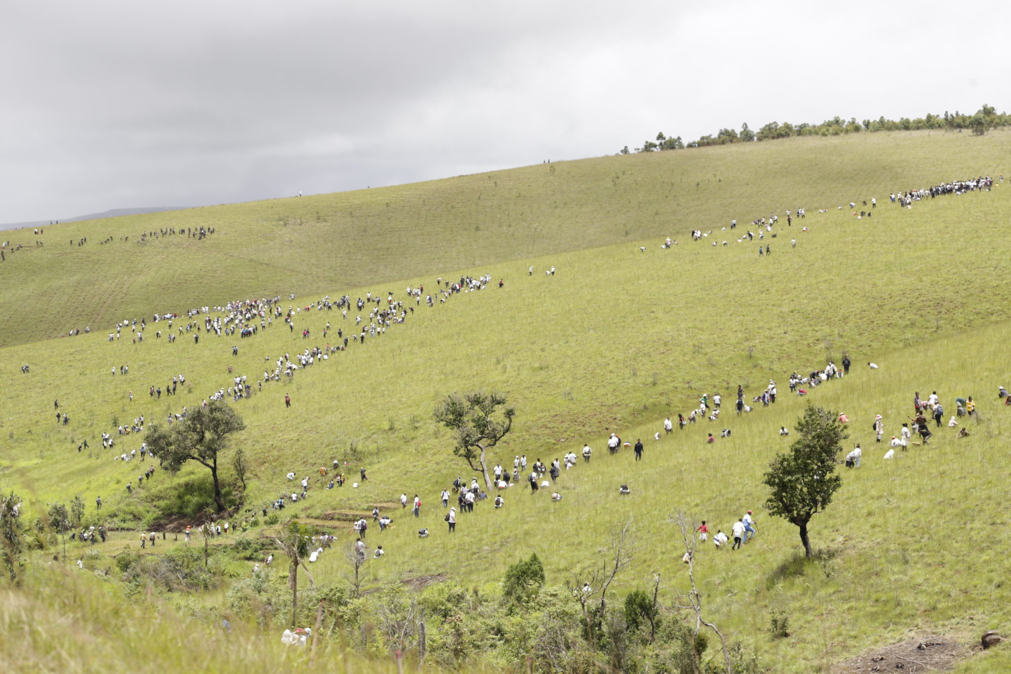 Madagascar celebrates 60 years with 60 million trees – The Earthbound ...