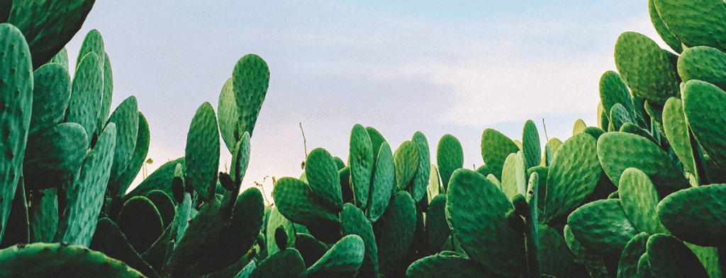 Six examples of good bioenergy – The Earthbound Report