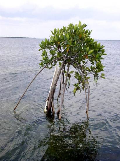 Innovating for mangrove restoration – The Earthbound Report