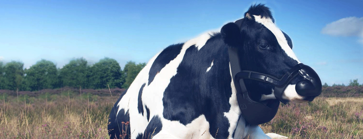 So, methane-catching face masks for cows? – The Earthbound Report