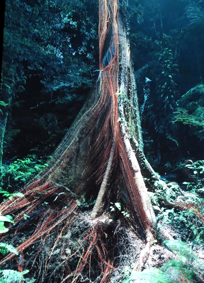 Art review: Our Time on Earth, the Barbican – The Earthbound Report