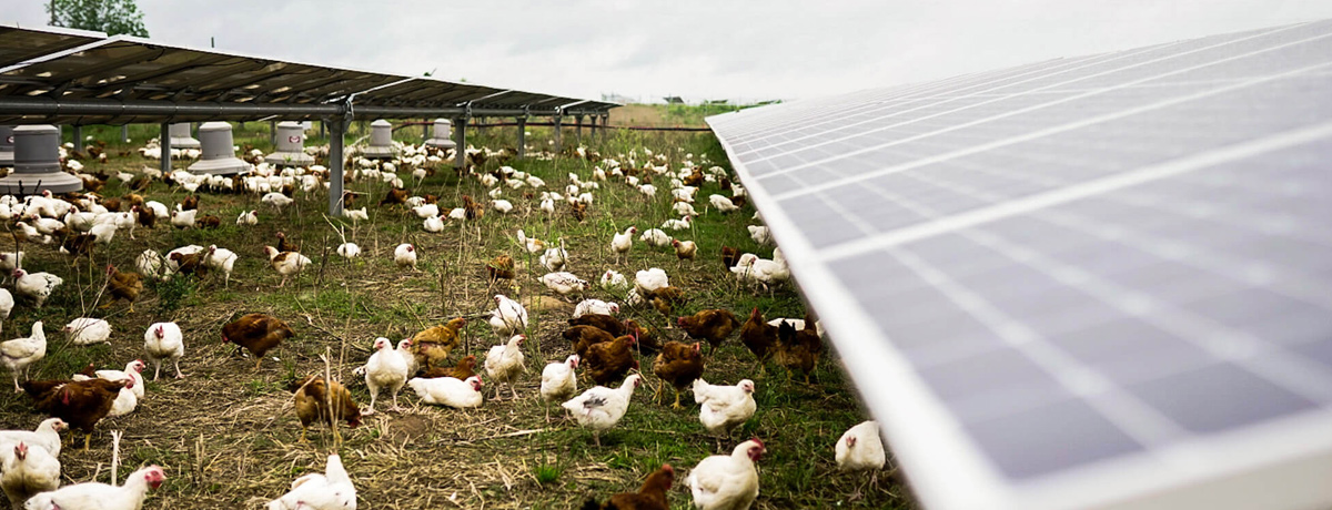 Solar farms do not compete with farmland – The Earthbound Report