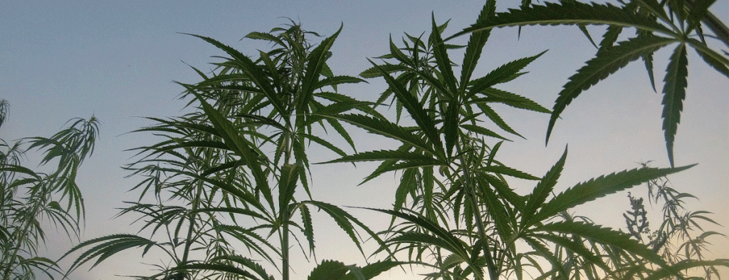 The climate possibilities of hemp – The Earthbound Report