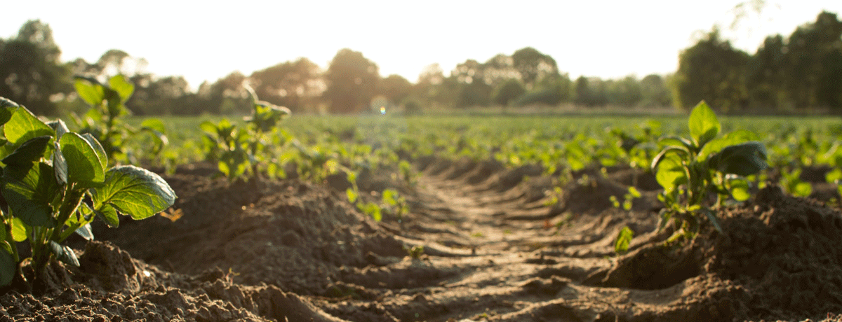 Saying to to a Farm-free Future, by Chris Smaje – The Earthbound Report