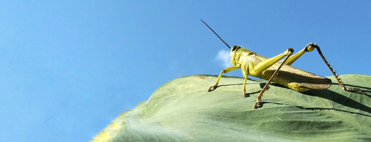 Citizen science with Bugs Matter – The Earthbound Report