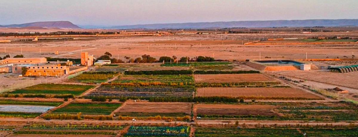 Regenerative farming in the Moroccan desert – The Earthbound Report