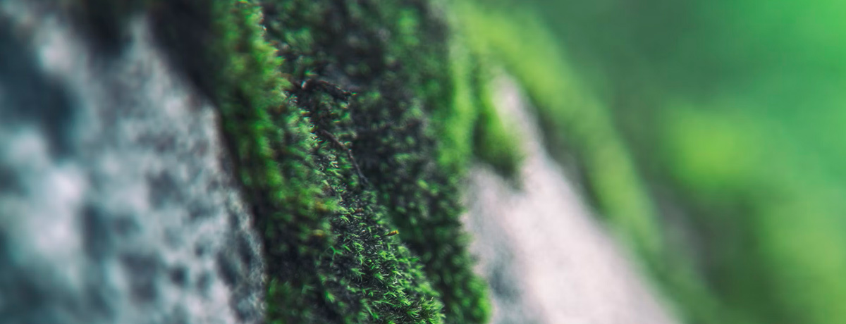 Greening the city with moss walls – The Earthbound Report