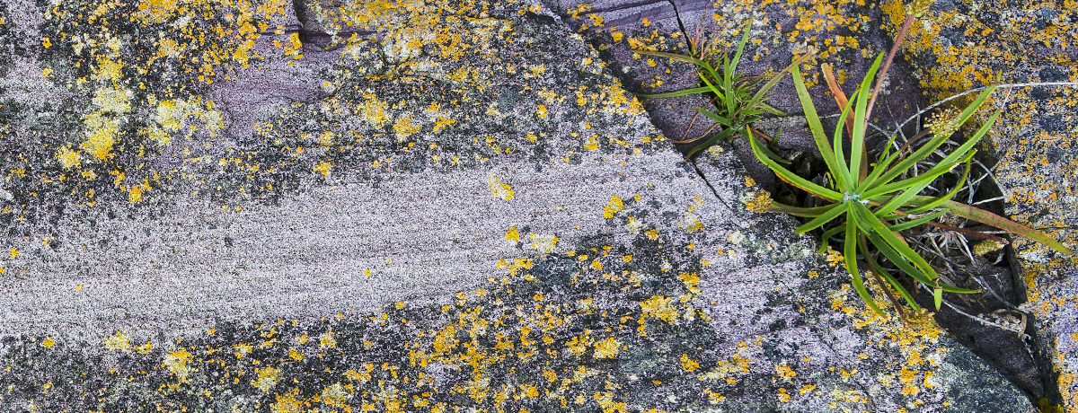 What will it take to restore Britain’s biodiversity? – The Earthbound ...